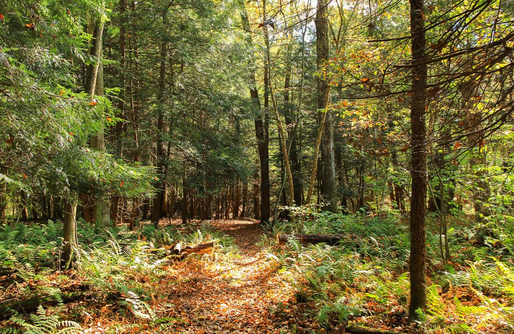 10 Best Things to Do Outdoors in Pittsburgh, PA | Life On The Roam